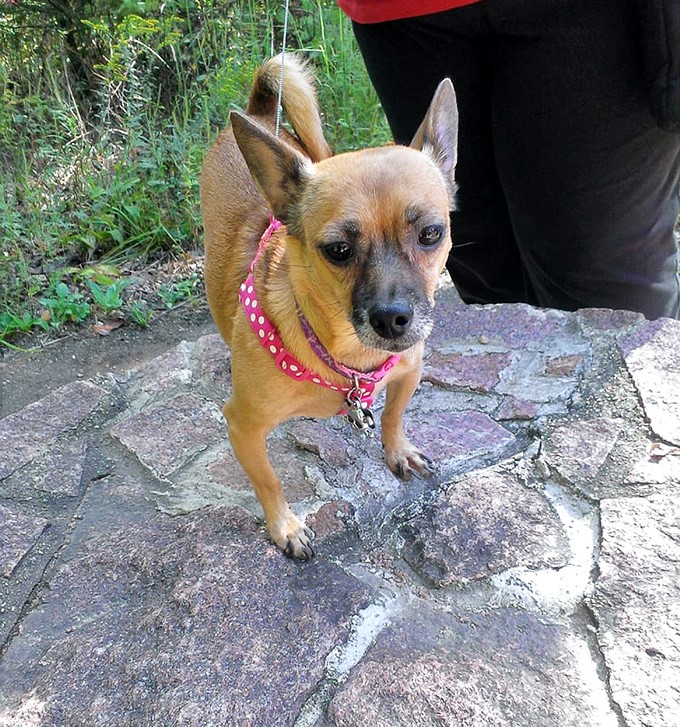 Four-legged explorers welcome! This pup proves the park's appeal crosses species boundaries with its pet-friendly trails.