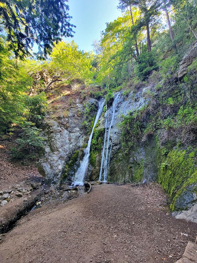 Pfeiffer Falls—where water dances down rock face with balletic grace. This delicate cascade proves not all of nature's greatest performances require thunderous applause.