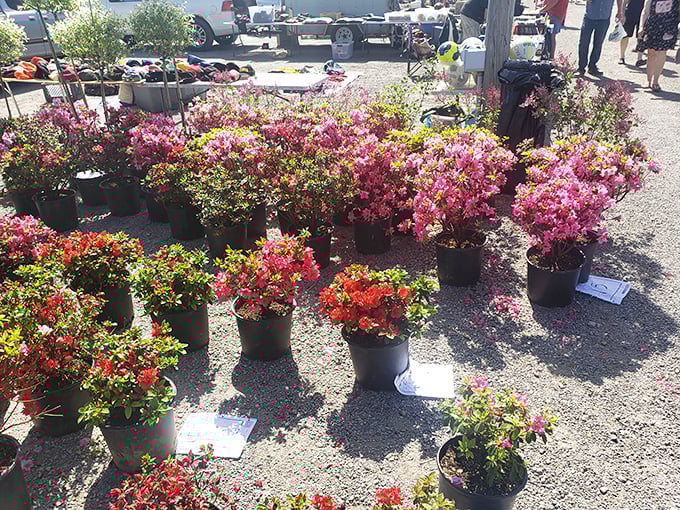 Even your garden gets the flea market treatment with blooming plants at unbeatable prices.