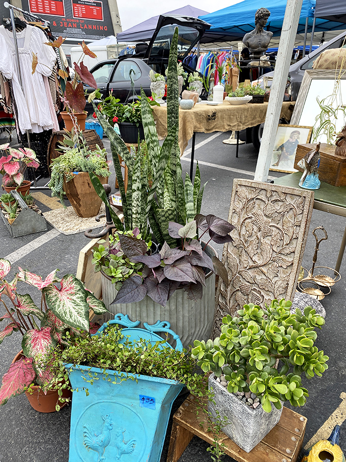 Garden plants offer hope to optimists who believe this year will definitely be different gardening-wise.