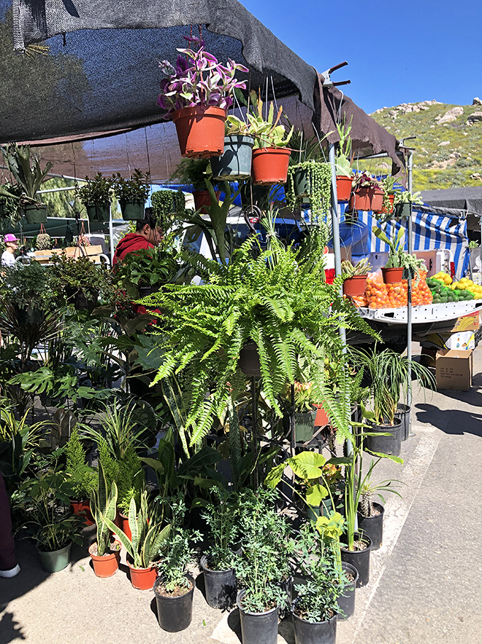 A portable nursery where desert dwellers find green companions. These resilient plants have already adapted to the local climate.