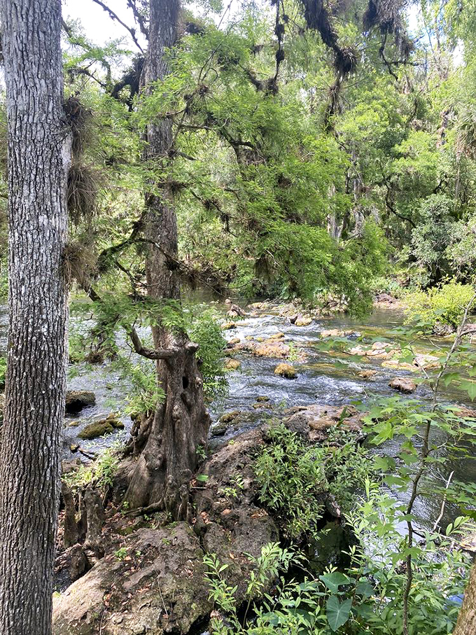 Florida's rare rapids prove that not everything in the Sunshine State is flat&mdash;these limestone cascades are Mother Nature's roller coaster.