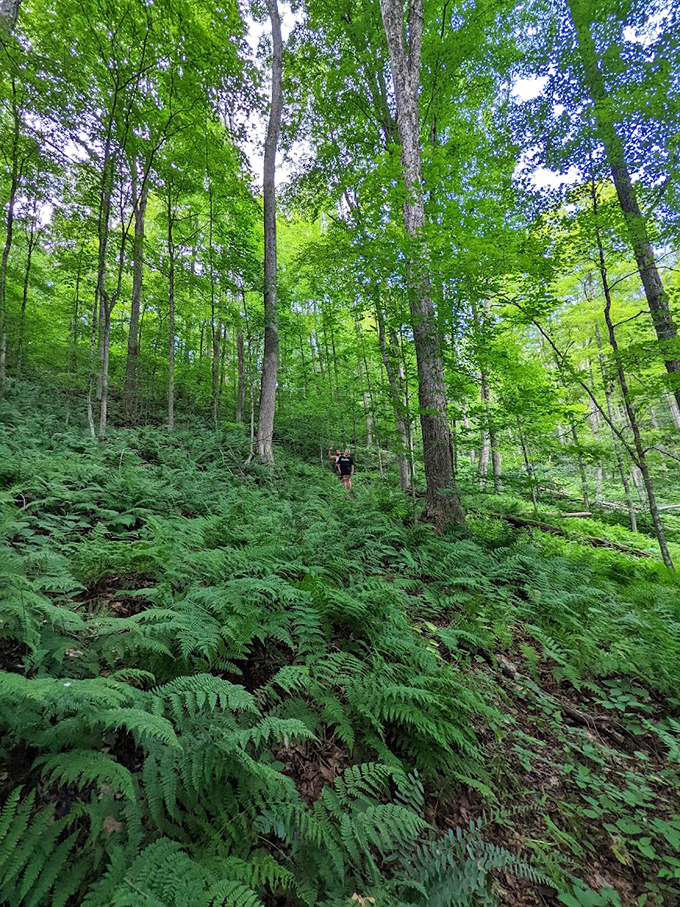 Hiking trails through fern-carpeted forests offer the kind of therapy that would cost $200 per hour in the city&mdash;here, it's yours for the price of good boots.