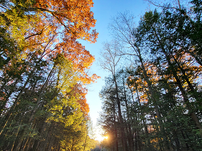 Autumn's grand finale: when the trees put on their most spectacular wardrobe before taking a well-deserved winter nap.