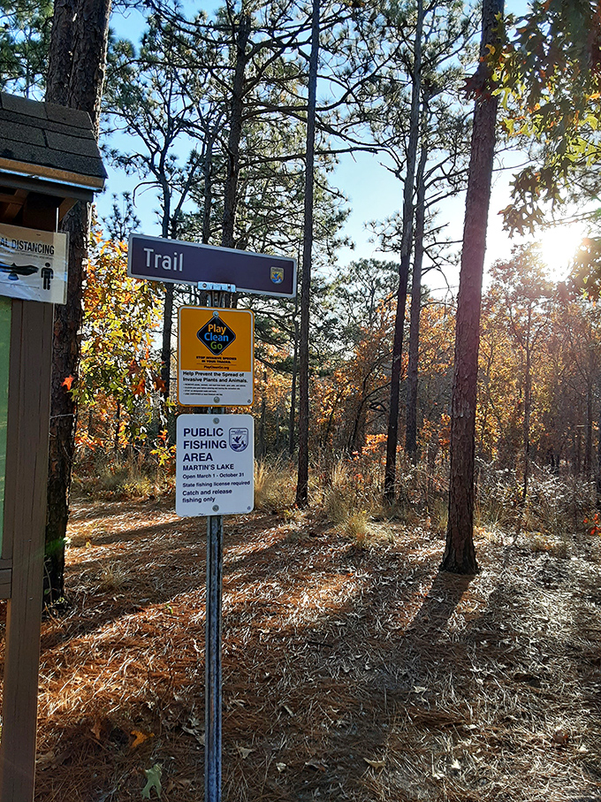 Nature's traffic signs&mdash;less honking, more hiking. The forest's navigation system works perfectly without satellite assistance.