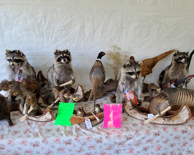 Woodland creatures frozen in eternal surprise. These taxidermied raccoons and pheasant have found an unexpected afterlife as conversation-starting decor.