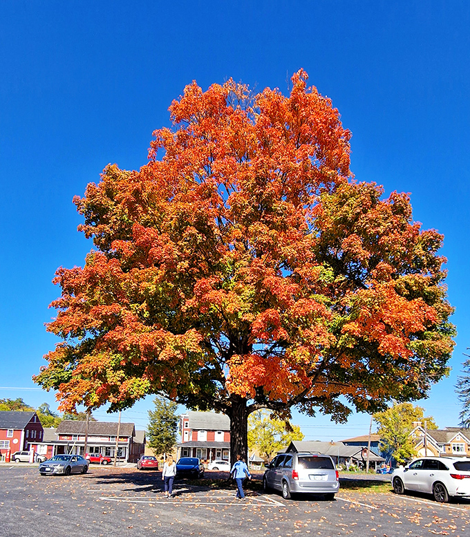Nature's fireworks display: Fall foliage transforms this maple into a flame against Pennsylvania's blue autumn sky, no filter required.