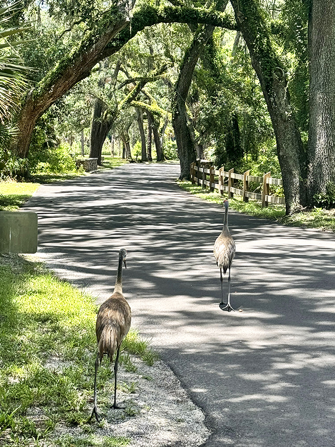The welcoming committee: Sandhill cranes strut down the oak-canopied road like they own the place&mdash;and honestly, they were here first!
