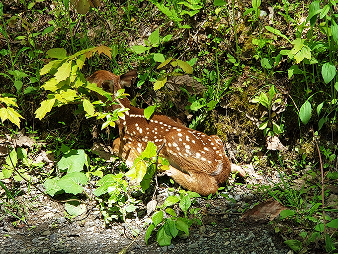Local residents who never pay admission and definitely don't follow the posted trail rules.