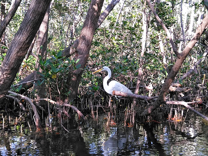 This elegant egret proves that even the locals dress up for such spectacular scenery.