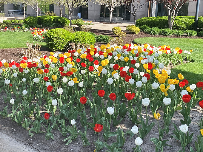 Spring explodes in technicolor as tulips create a painter's palette at ground level. These blooms bring a seasonal softness to the park's sculptural elements.