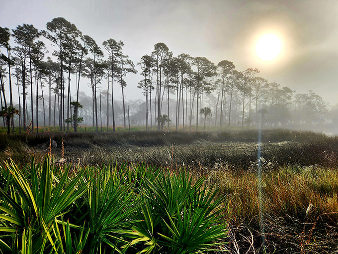 Morning fog transforms ordinary pines into mystical sentinels. This ethereal landscape could convince anyone they've stumbled into a Florida fairytale.
