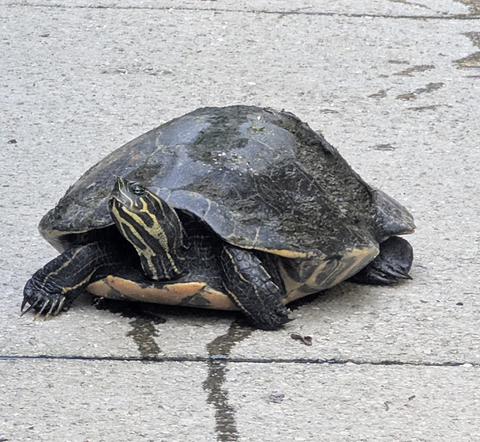 This turtle's leisurely stroll across the concrete is Florida's version of a traffic jam. No honking necessary. 