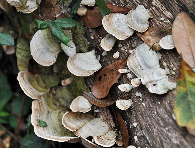 Nature's tiered wedding cake grows wild on fallen logs&mdash;these delicate fungi are the prairie's own version of architectural marvels. 