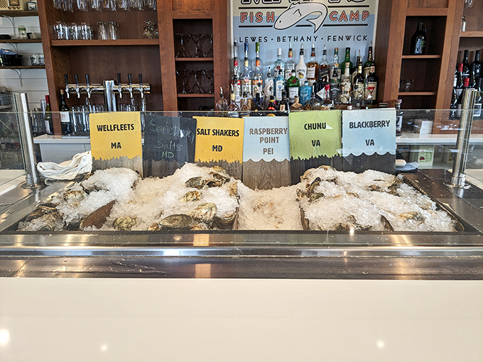 The oyster display showcases the day's briny treasures, each labeled by origin. It's like a delicious geography lesson you can slurp with mignonette.