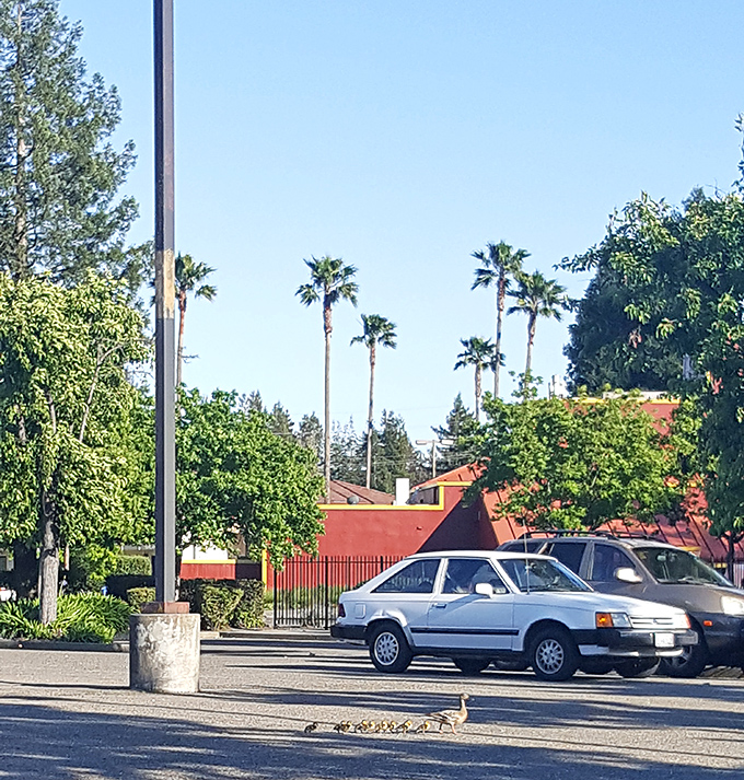 The parking lot view, complete with California palm trees, sets the scene for the authentic flavors waiting inside.