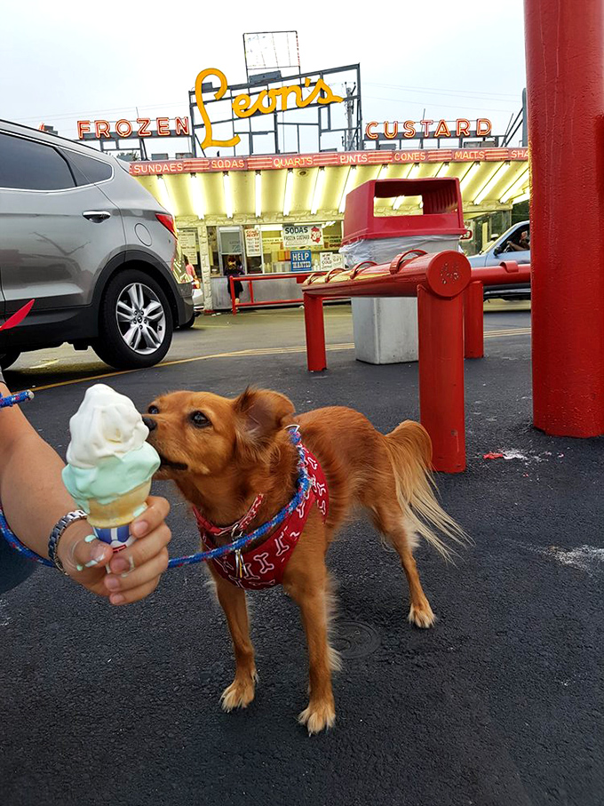 Even four-legged friends know quality when they smell it - Leon's welcomes all custard enthusiasts.