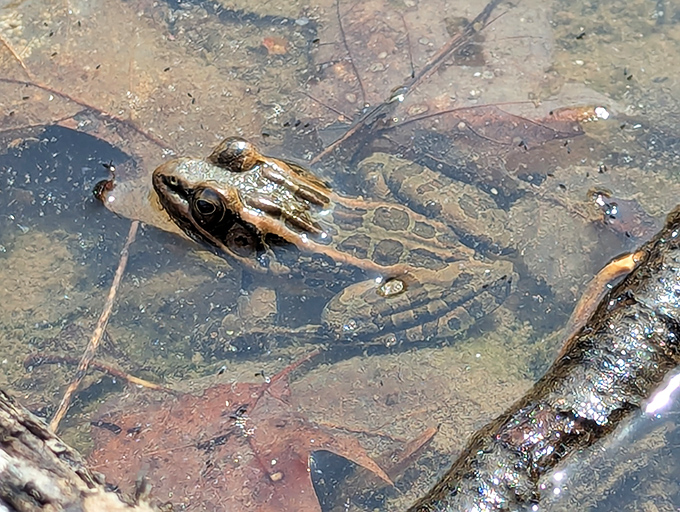 This pickerel frog seems to be saying, "Yes, I'm posing for your photo, but please respect my personal space."