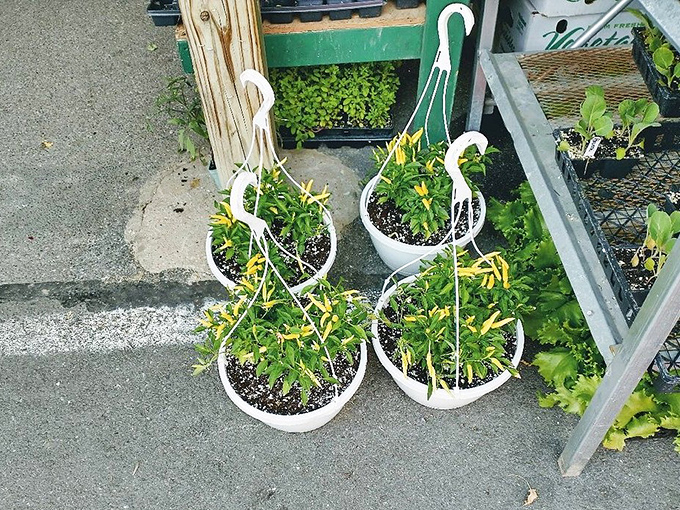 These swan-shaped planters cradle young herbs with style. Garden whimsy that proves plants deserve fashionable homes too.