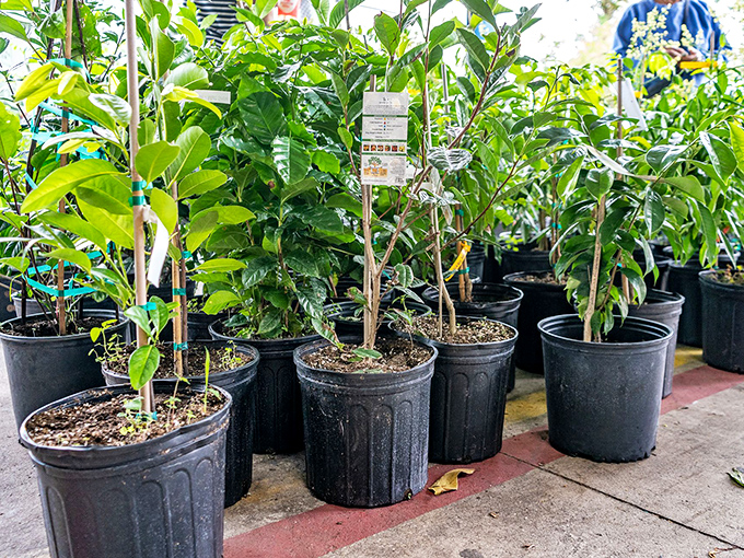 Turn your Florida yard into a tropical paradise! Healthy plants at flea market prices make garden dreams accessible to green thumbs everywhere. 
