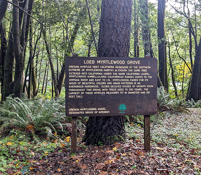 Where Oregon myrtles meet California redwoods&mdash;a botanical summit meeting that's been going on for centuries without a single argument.