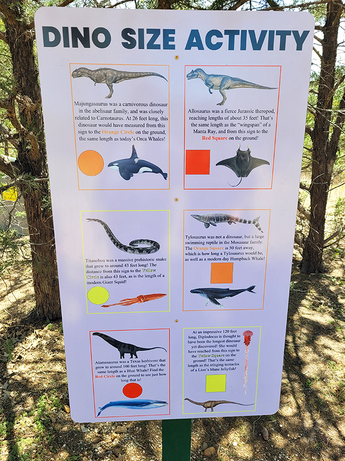 "You're HOW big?" The size comparison board puts dinosaur dimensions into modern perspective. Suddenly, your SUV seems tiny.
