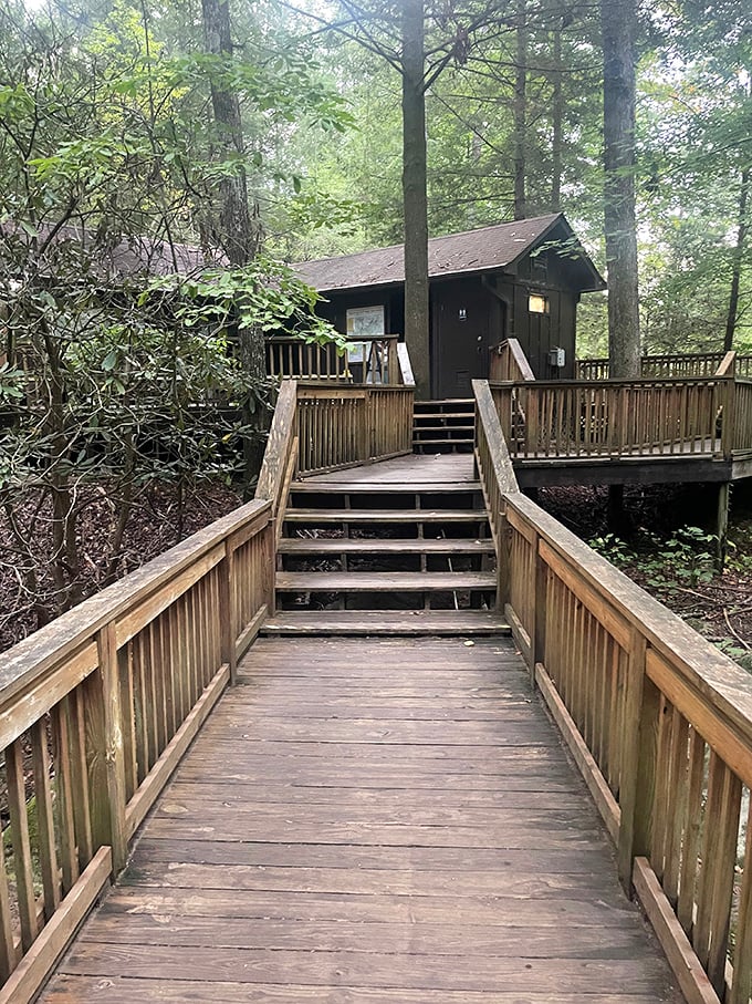 Rustic charm meets accessibility &ndash; this wooden walkway invites visitors of all abilities to experience the magic of the forest.