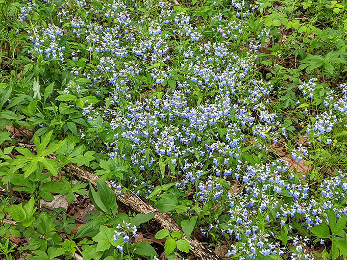 Spring's blue carpet of wildflowers transforms the forest floor into nature's version of a fancy hotel lobby. No reservation required.