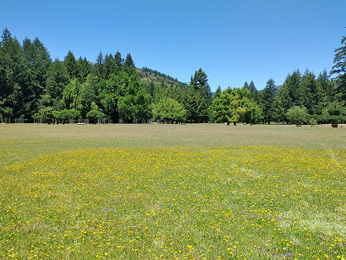 Nature's golden carpet stretches toward the treeline. Spring wildflowers transform the meadows into something straight out of a Monet painting.