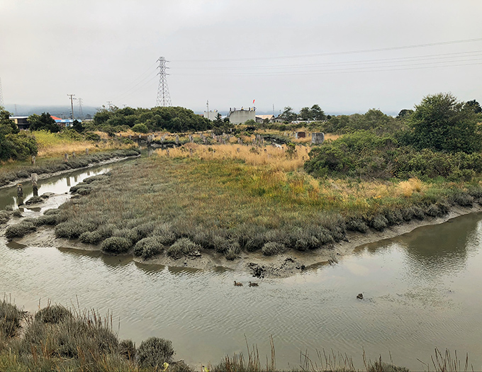 Arcata's wetlands provide natural beauty and bird watching at no cost. Free entertainment for budget-conscious retirees.