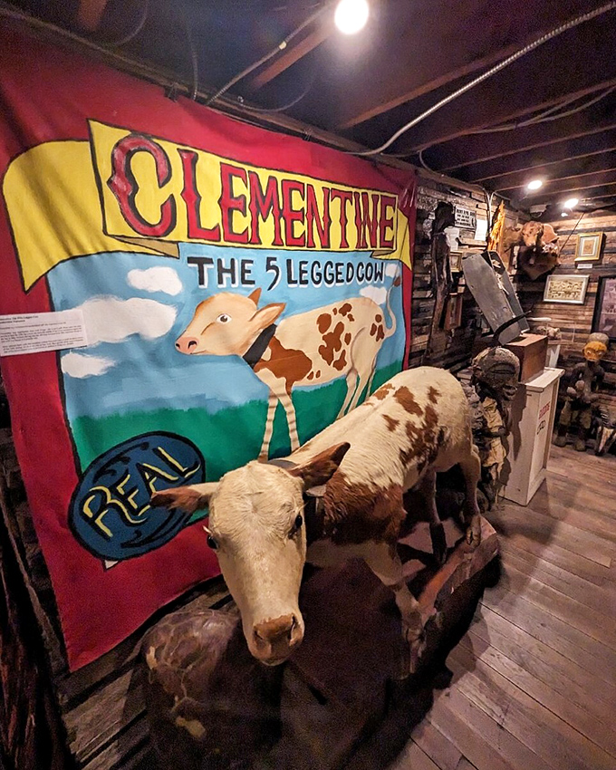 Clementine the five-legged cow proves that sometimes nature's mistakes make for the most memorable sideshow attractions.