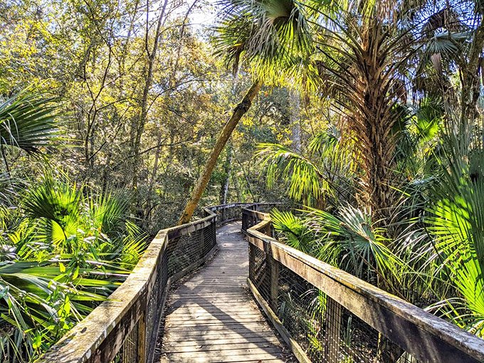 The Baynard Trail boardwalk cuts through a palm forest, offering safe passage through wetlands without having to test your wading skills.
