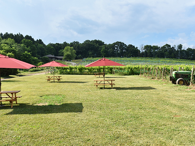 Red umbrellas dot the vineyard's picnic area like cheerful mushrooms, inviting visitors to sit and sip while soaking in views of the surrounding countryside.