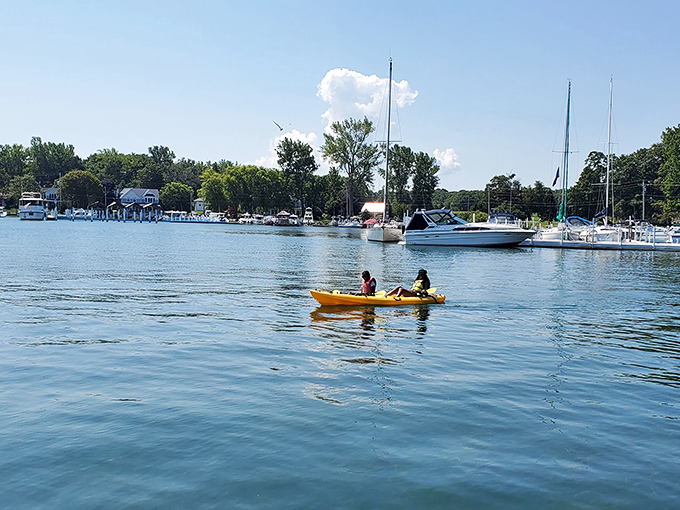 Yellow kayaks glide like water taxis across Lake Erie's surface, proving that sometimes the best adventures require nothing more than paddle power.