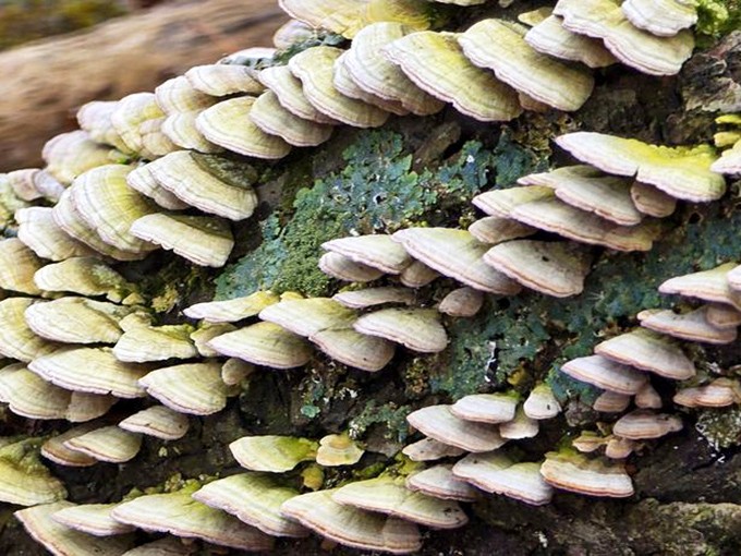 Nature's tiered architecture: bracket fungi creating miniature balconies on this tree, no building permit or contractor required.