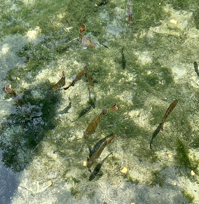 Aquatic neighbors going about their day, completely unbothered by the fact they live in what humans travel hundreds of miles to see.