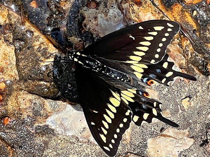 Even butterflies pause to appreciate Grand Falls, finding moments of stillness amid the constant motion of water over ancient stone.