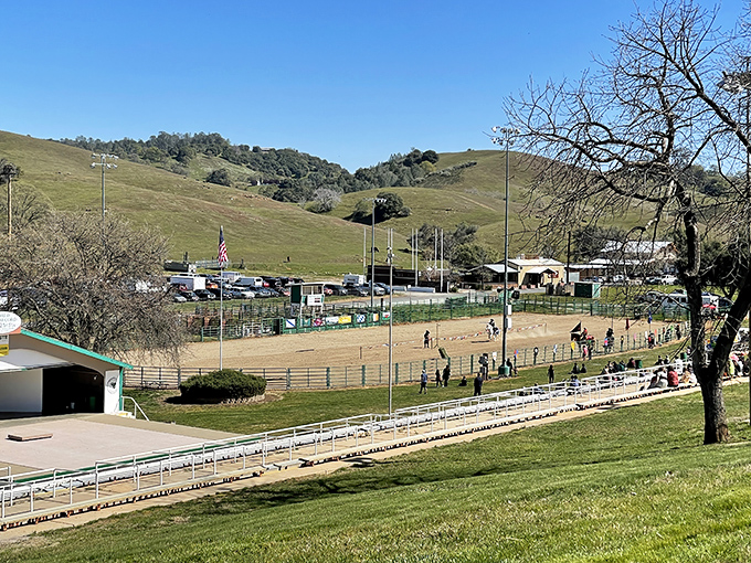 The Calaveras County Fairgrounds, where frogs become celebrities and blue ribbons are more coveted than Oscar statues.