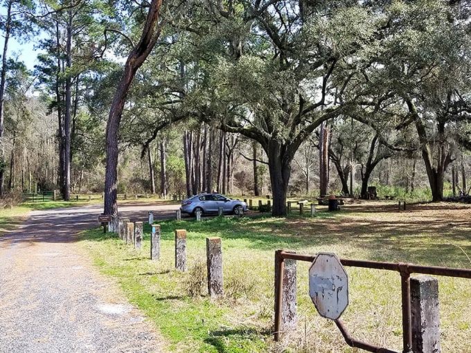 Under the watchful gaze of ancient oaks, this peaceful clearing once hosted community gatherings in Ellaville's more vibrant days.