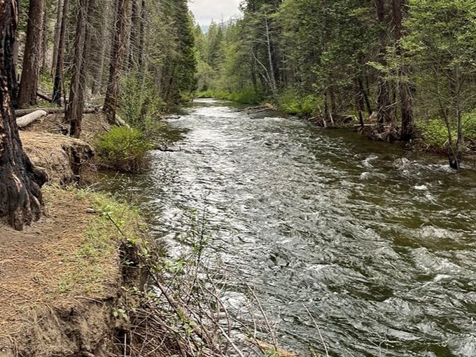 The Tuolumne River flows cool and clear through the forest, a ribbon of life that has shaped this landscape since long before gold seekers arrived.