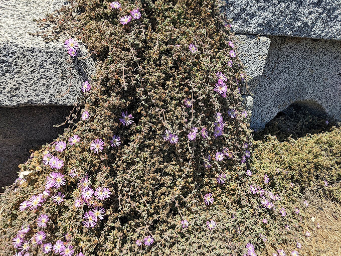 Even the wildflowers lean in to catch the Wave Organ's performance, adding their own splash of purple to this seaside symphony.