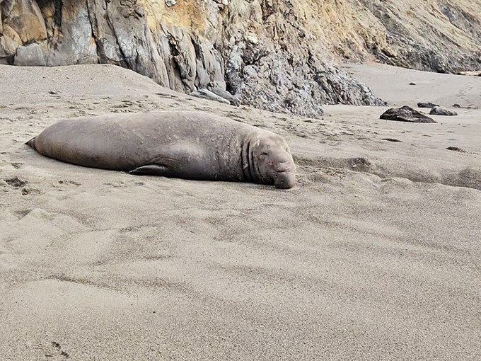 Beach resident taking a serious power nap. This elephant seal has mastered the art of work-life balance.