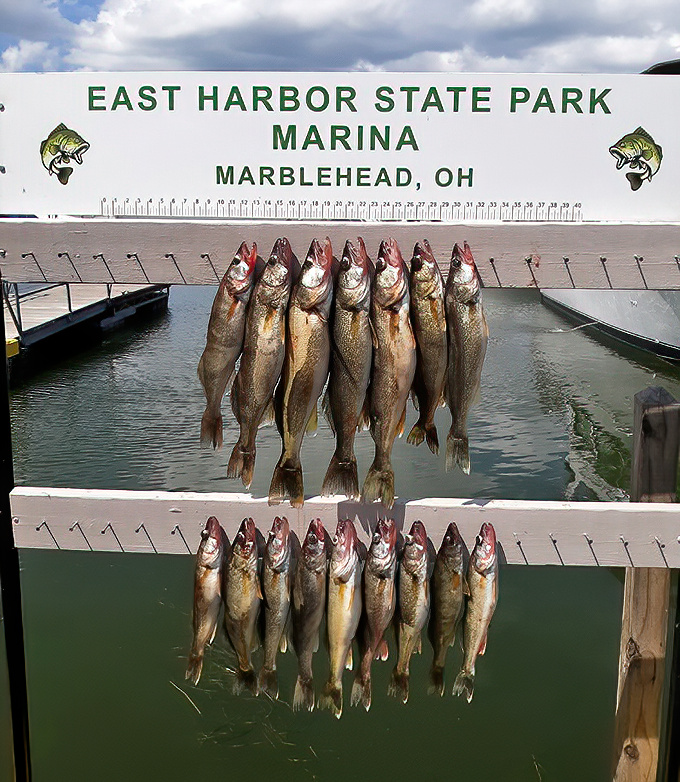 The ultimate "how big was it really?" verification station, where fishing tales become documented history rather than questionable legend.