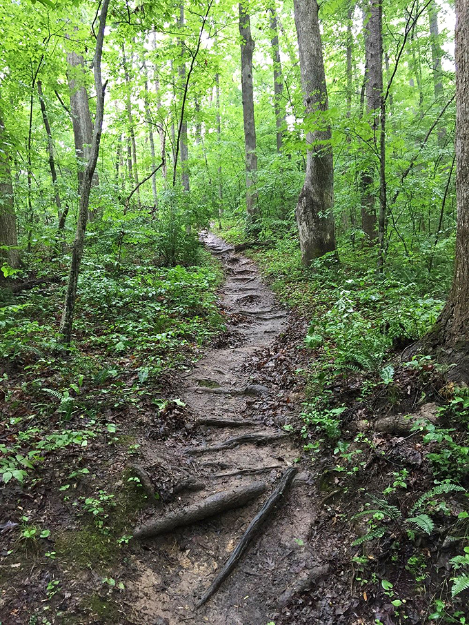 The path less traveled: this root-lined trail invites hikers to follow its winding course deeper into the forest's emerald embrace.