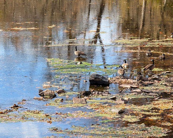 Canada geese hold a waterside conference. They're either planning their next migration or critiquing your hiking outfit.