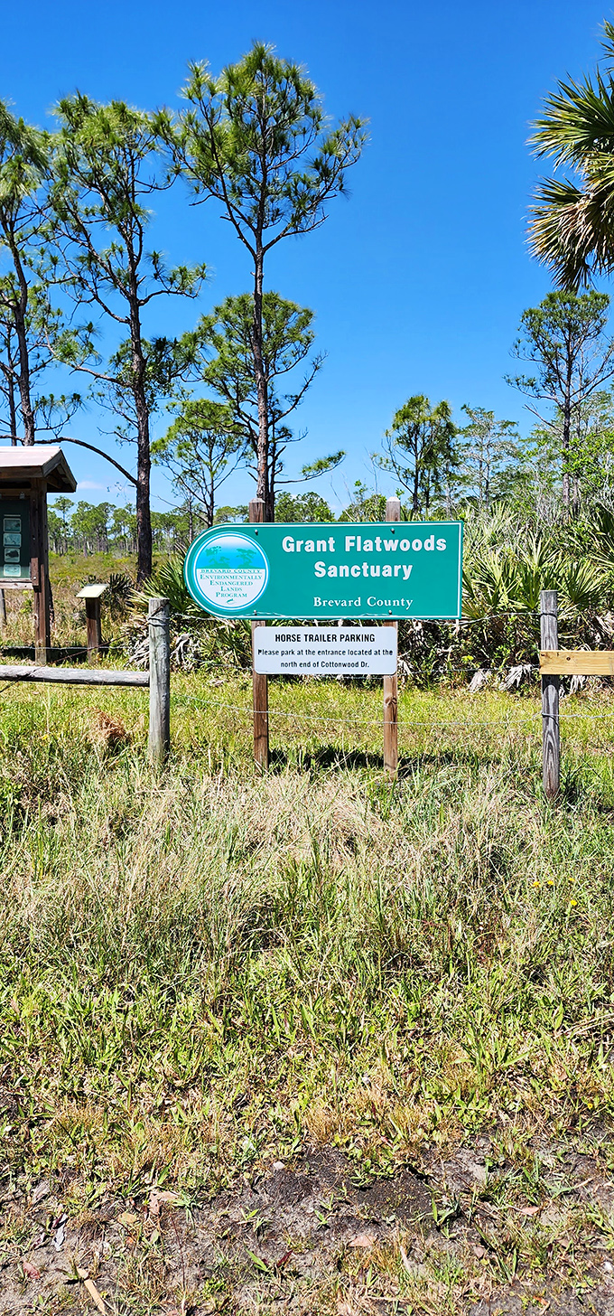 Grant Flatwoods Sanctuary preserves Florida's natural beauty. A reminder that before Mickey Mouse, Florida was home to a different kind of magic.