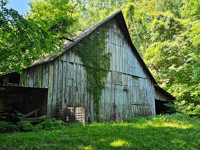 Time stands still for this weathered barn, slowly surrendering to ivy and history on the edges of the park.