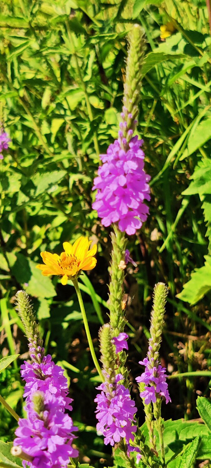 Purple and gold &ndash; nature's favorite complementary colors. These wildflowers didn't need an art degree to create perfect composition.