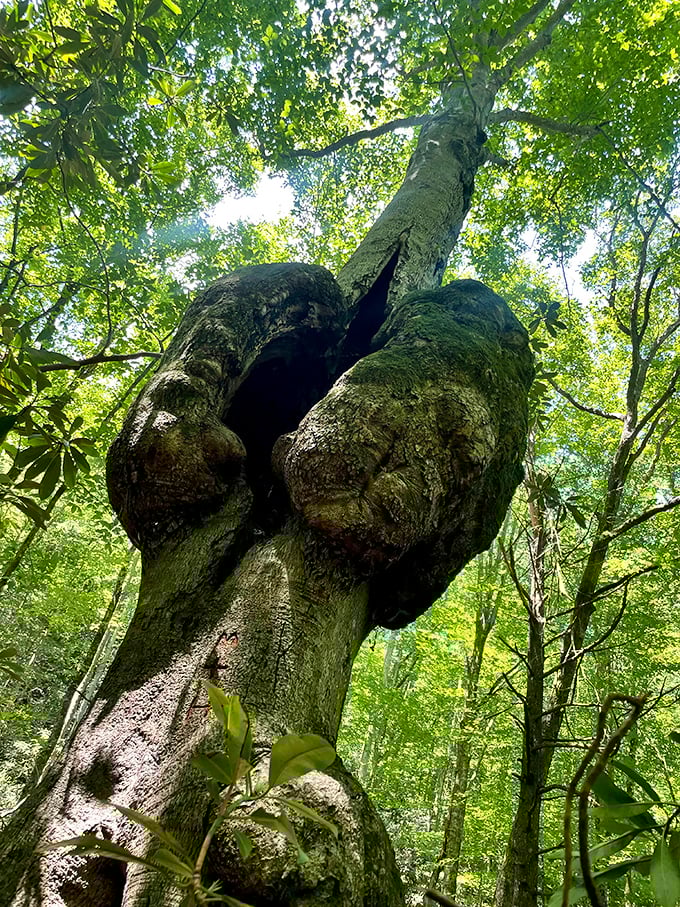 Nature's sculpture garden features this remarkable tree growing from rock. Proof that determination and a little sunshine can overcome seemingly impossible obstacles.