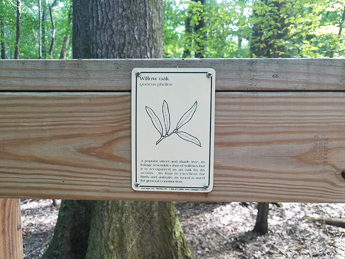 Educational plaques transform casual strolls into walking classrooms, where tree identification becomes a treasure hunt for nature nerds.